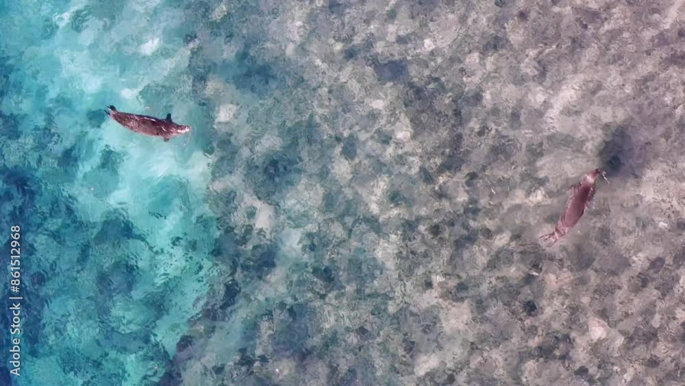 Monk Seals in Hawaii swimming in tropical sea ocean. Top down view on ...