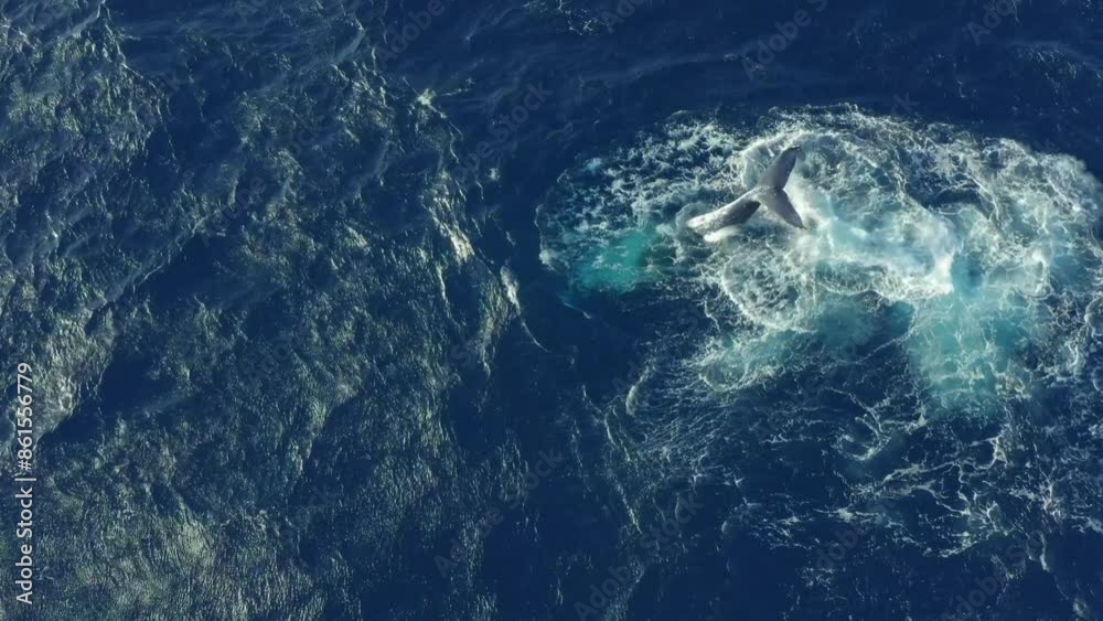 Beautiful And Gentle Whale Slapping Tail On The Surface Of the Ocean ...