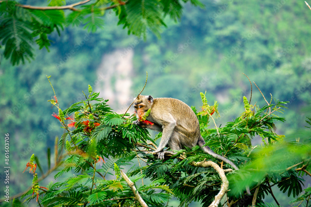 Macaca fascicularis (Monyet kra, kera ekor panjang, monyet ekor panjang ...