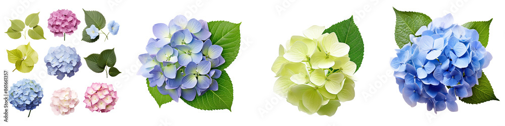 Collection of real hydrangeas element including hydrangea bloom, bud ...