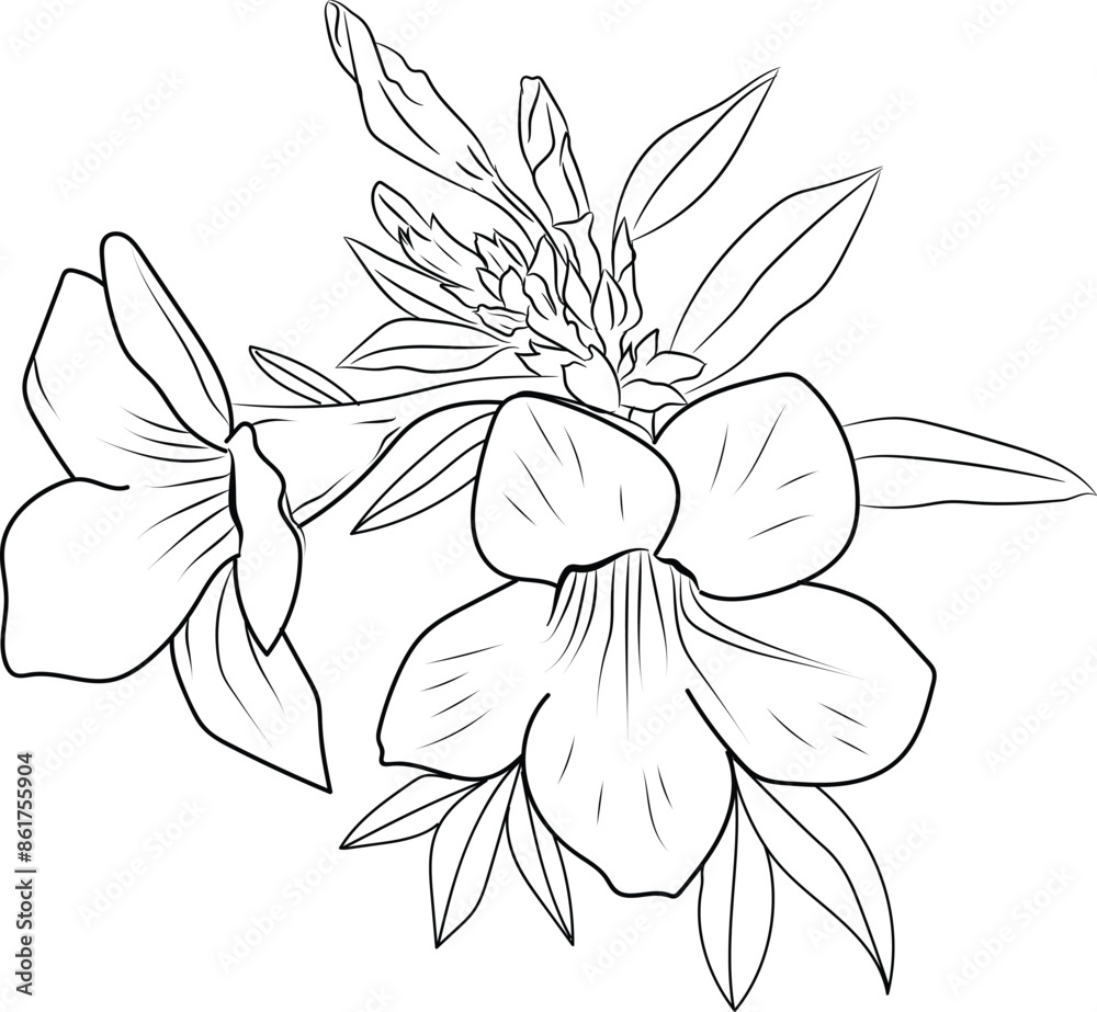 Allamanda cathartic flower coloring pages, Allamanda cathartic drawing ...
