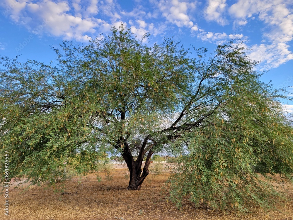 Arizona Mesquite tree, Prosopis, with yellow-white dry seedpods hanging ...