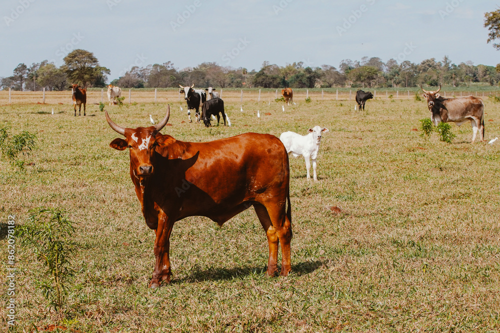 Cattle breeding in Brazil. Livestock and farming are the main ...