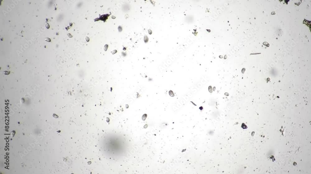 A close-up view of dust particles floating in the air, captured under a ...
