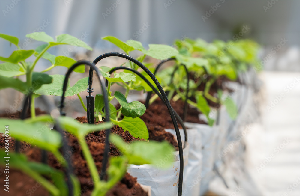Drip irrigation is an efficient way to irrigate greenhouse crops. Stock ...