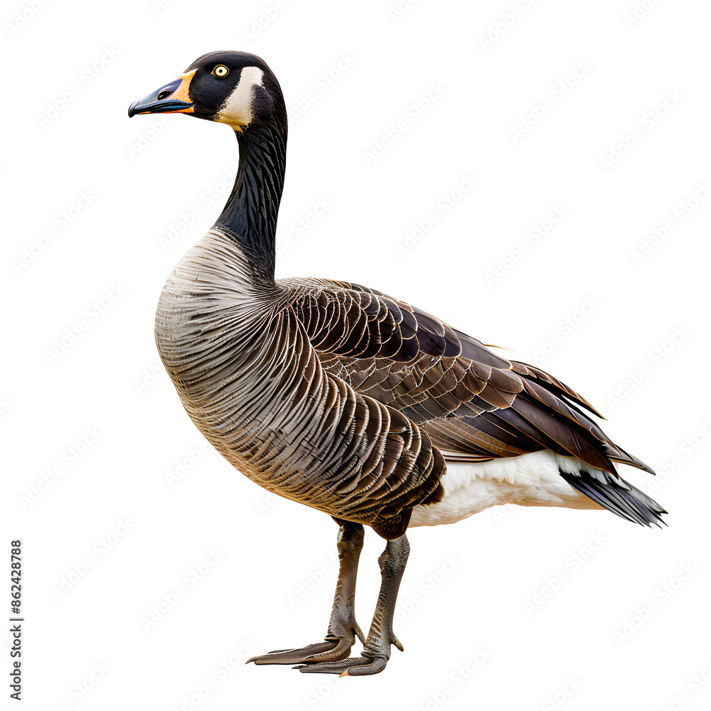 Side profile of a Canada Goose standing isolated on transparency ...