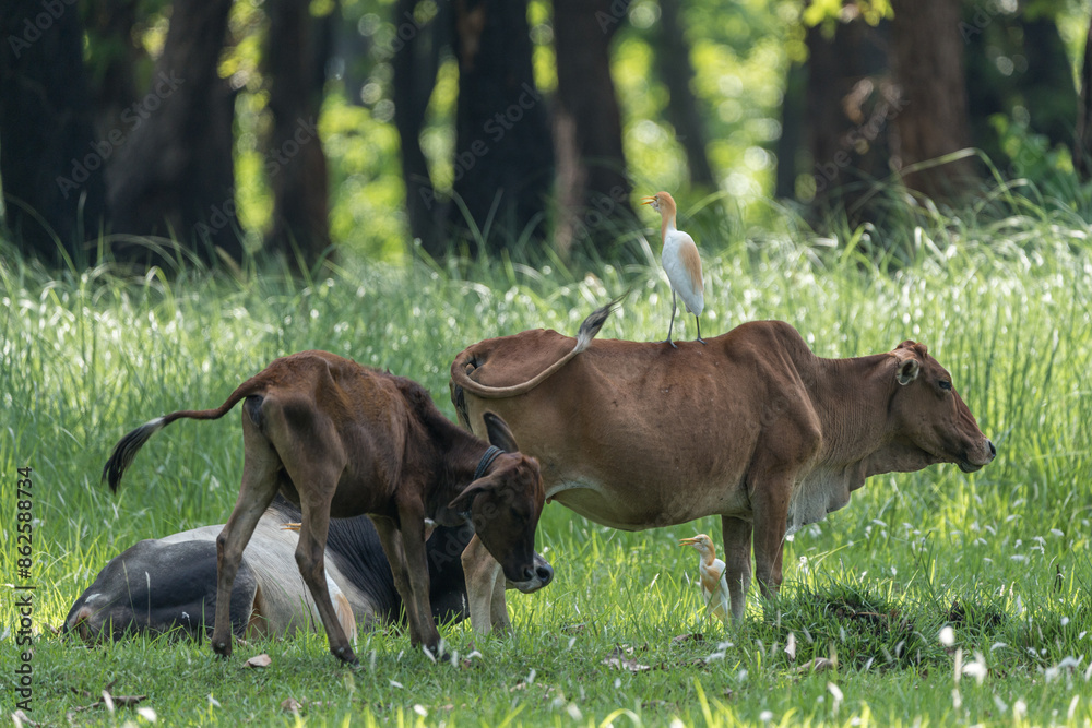 Cattle with Eastern cattle egret in the green forest on summer ...