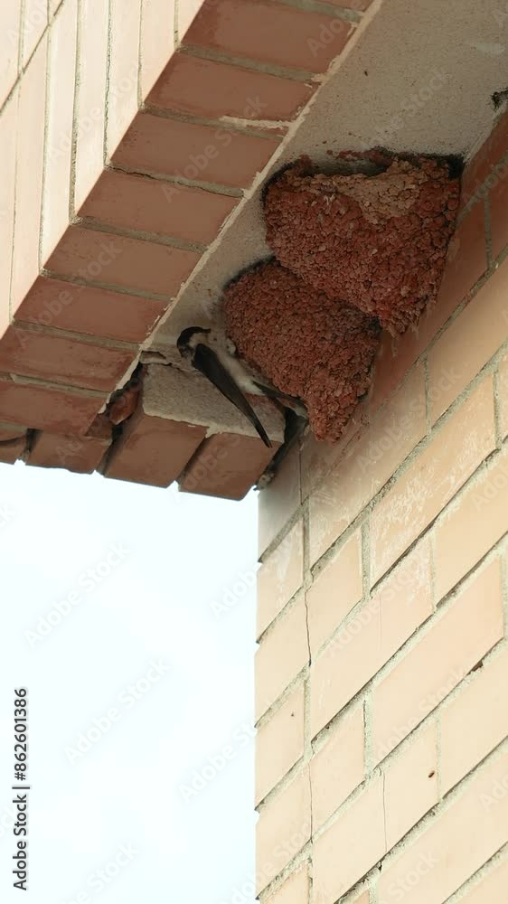 Swallows build nests under the corner of a brick building, showcasing ...