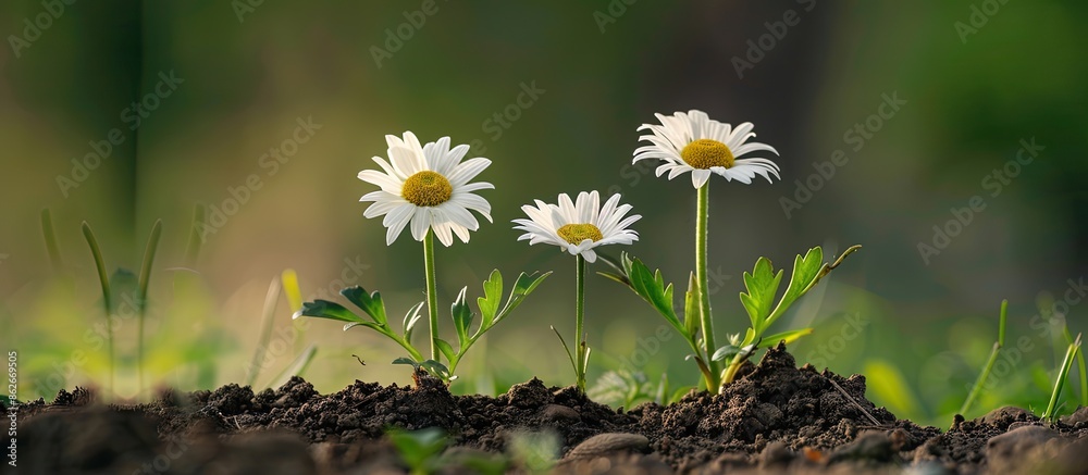 Growing three daisies in a field as a family plot with copy space image ...