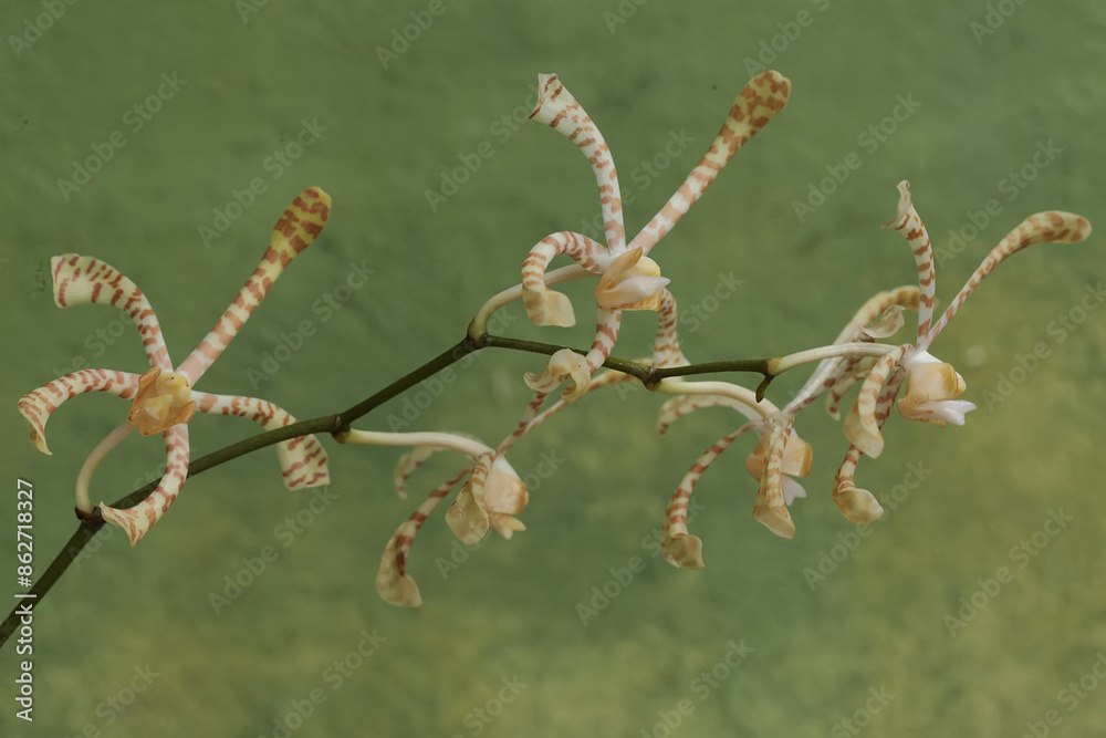 Scorpion orchid flower arrangement in full bloom. This beautiful orchid ...