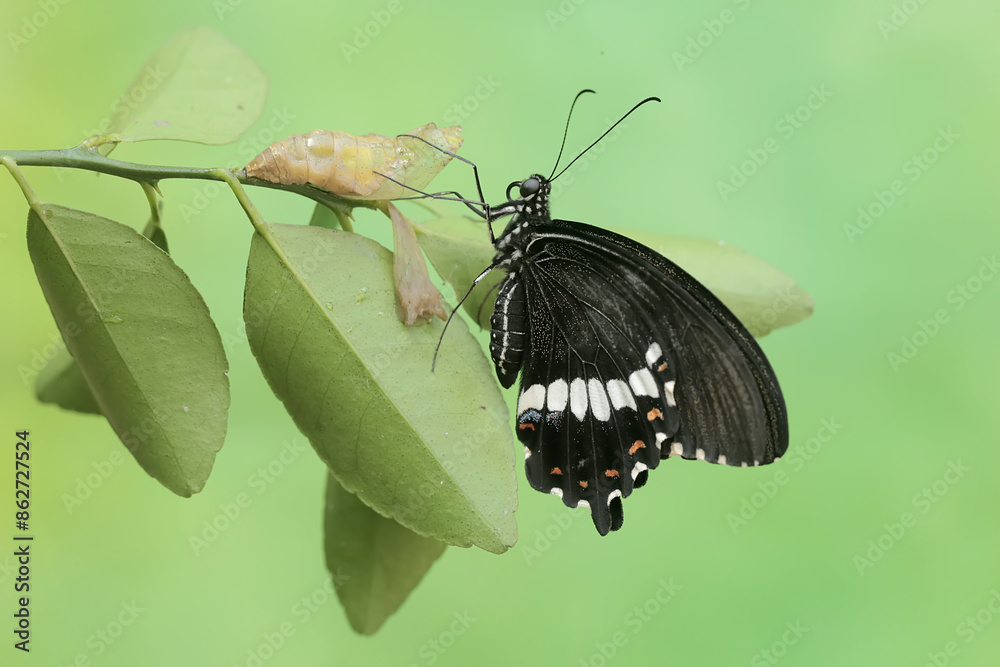 A common mormon butterfly has just emerged from its cocoon with still ...
