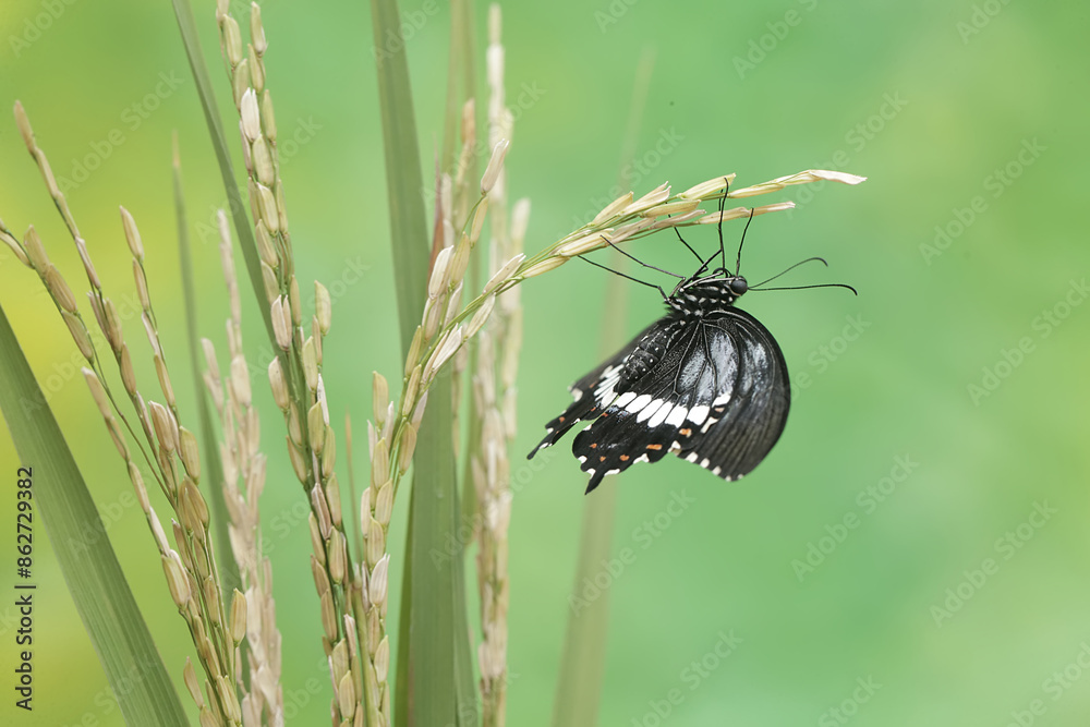 A common mormon butterfly is resting in a clump of fruit-bearing rice ...