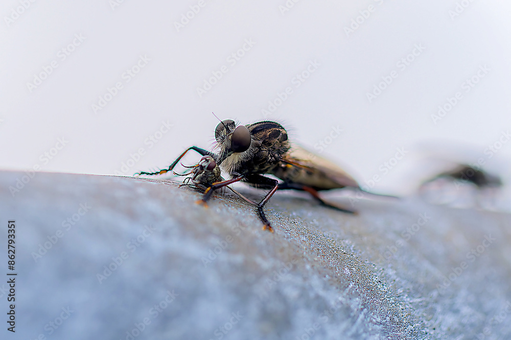 Robber flies with prey. They feed mainly or exclusively on other ...