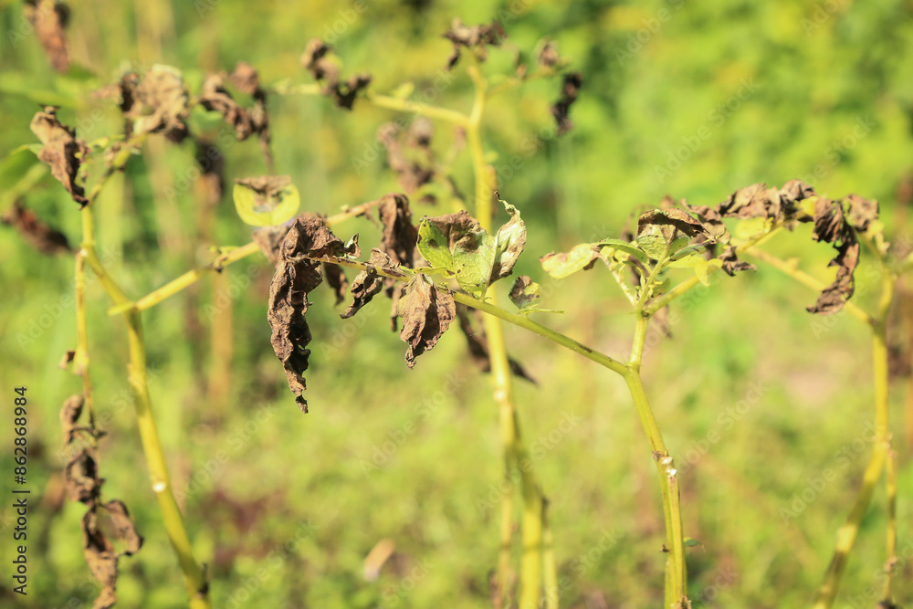 Potato ill plant with Phytophthora leaves close up (Phytophthora ...