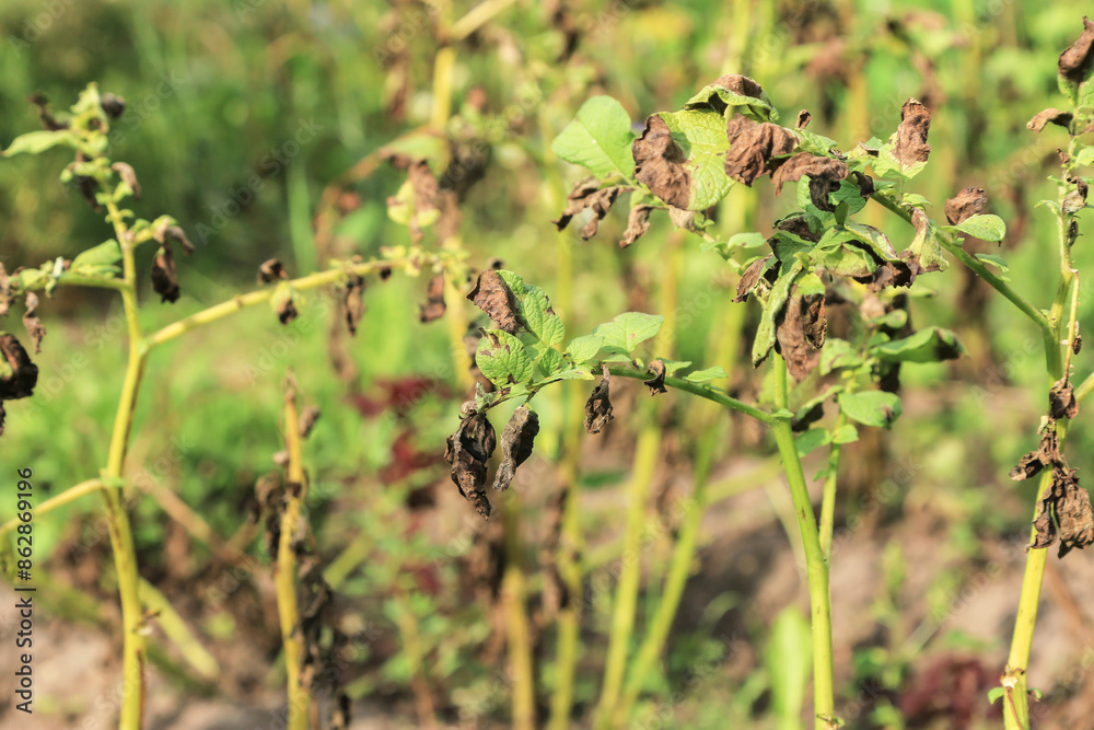Potato ill plant with Phytophthora (Phytophthora Infestans). Potato dry ...