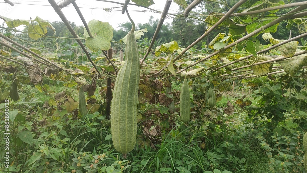 growth stages of ridge gourd.organic rooftop terrace gardening.organic ...