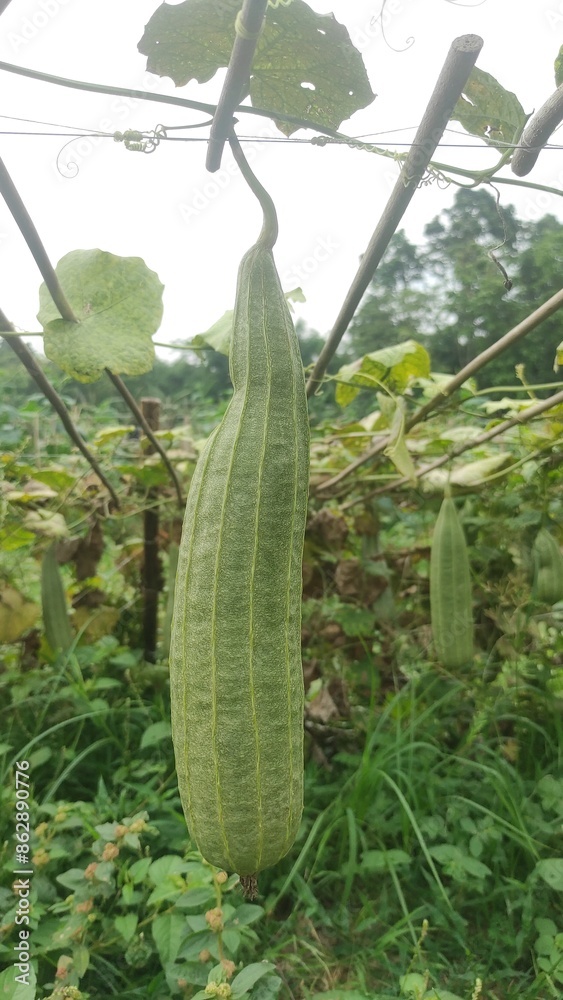 growth stages of ridge gourd.organic rooftop terrace gardening.organic ...