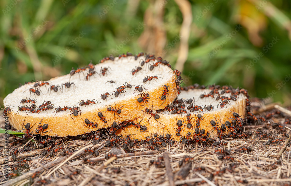 The macro picture shows a slice of bread with many ants on it, the ants ...