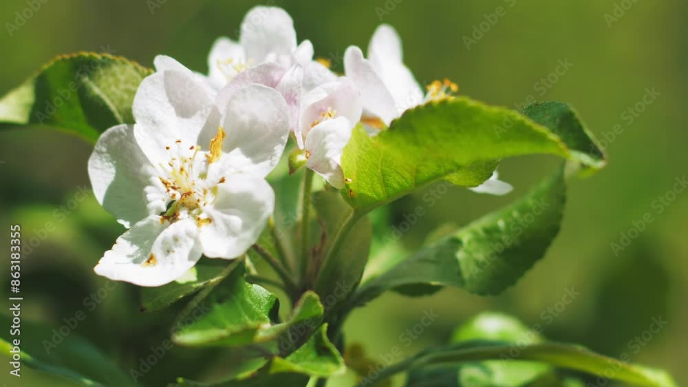 Apple blossoms in various stages of development appear side by side ...