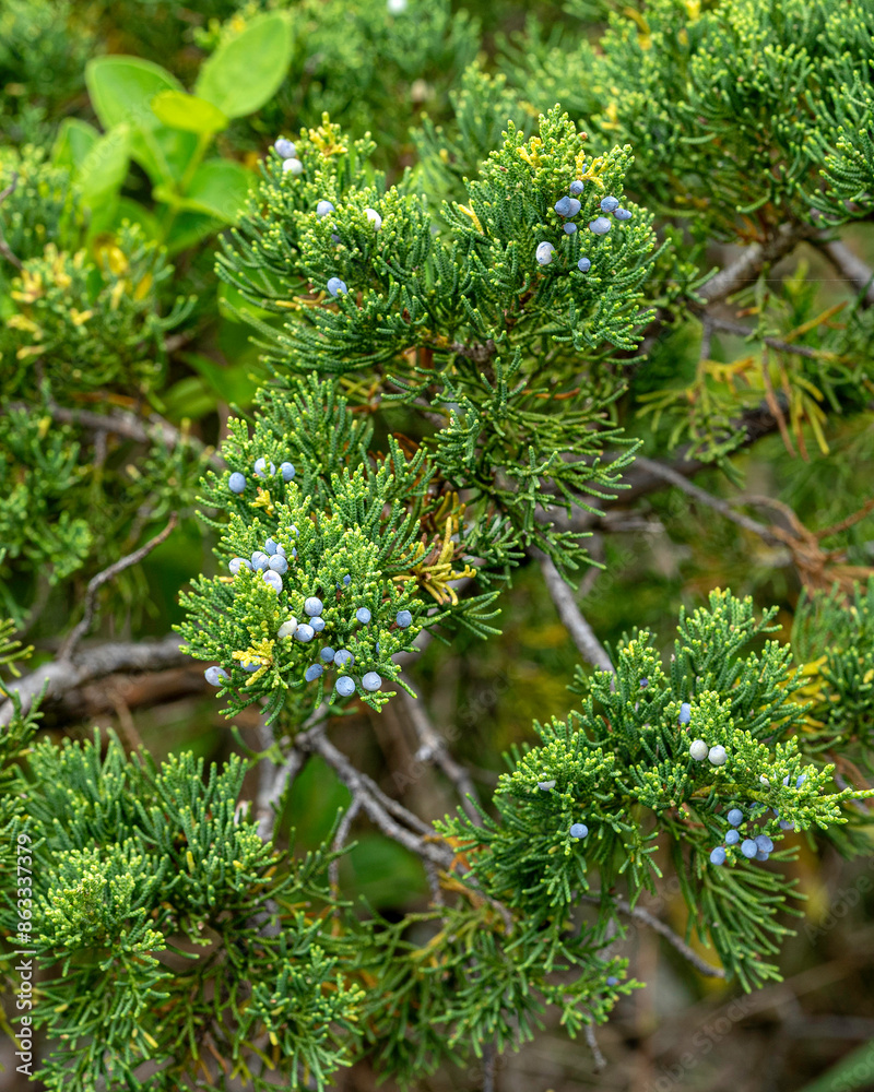 Clusters of scale-like leaves and pale blue berries of the Eastern red ...
