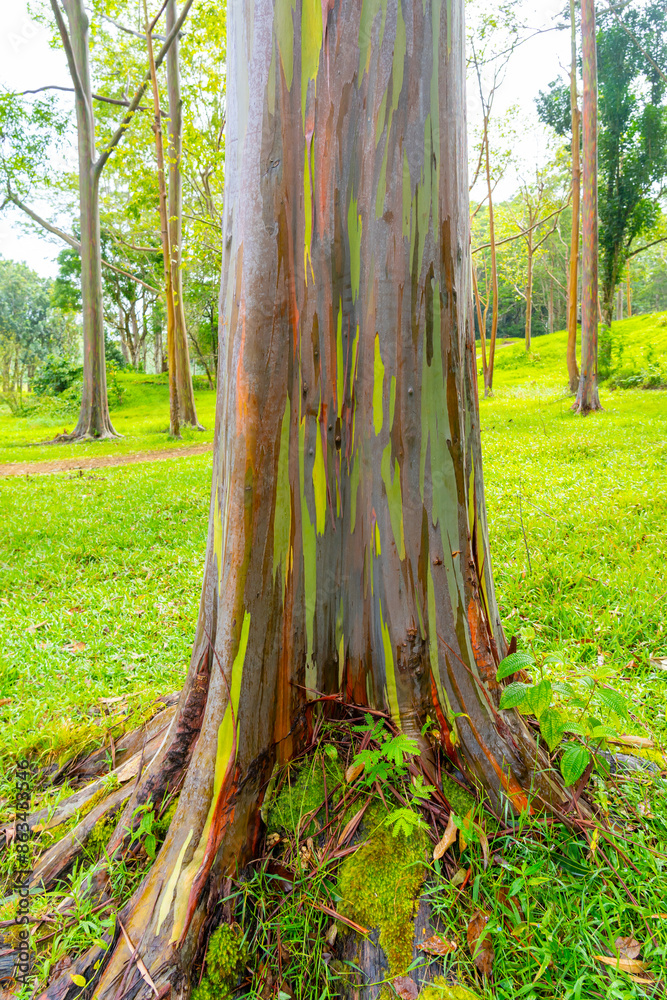 Rainbow Eucalyptus tree at Keahua Arboretum near Kapa'a, Kauai, Hawaii ...