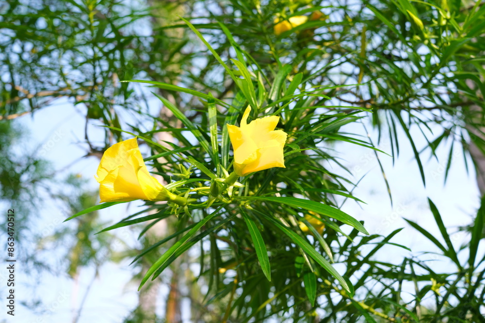 Closeup of Cascabela thevetia or Thevetia peruviana yellow bell ...