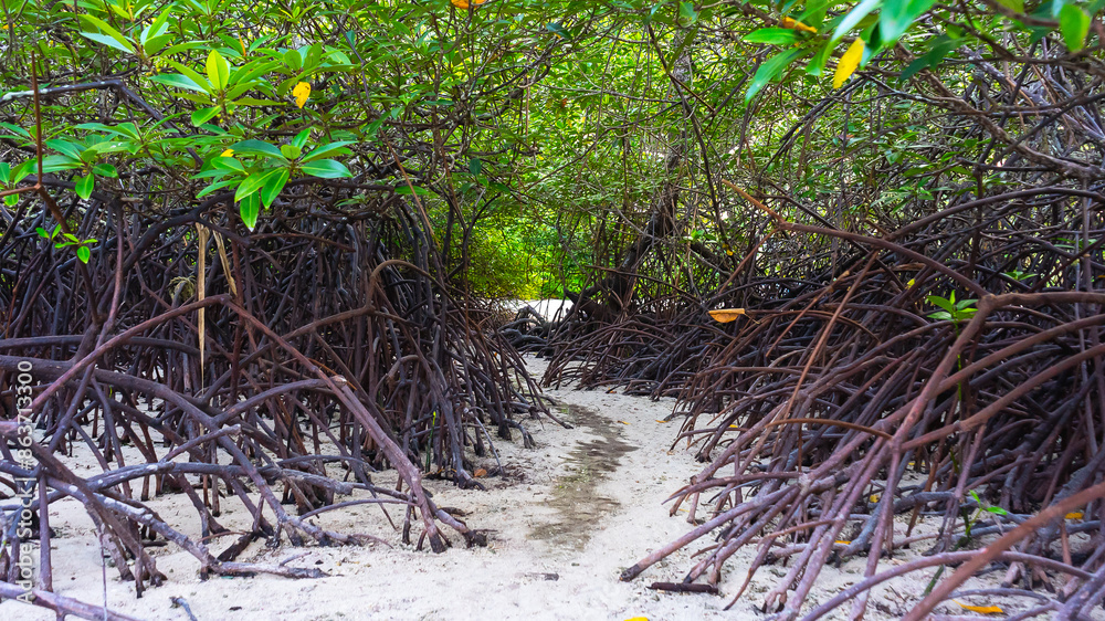 Andaman's dense mangroves are vital for wildlife habitat, shoreline ...