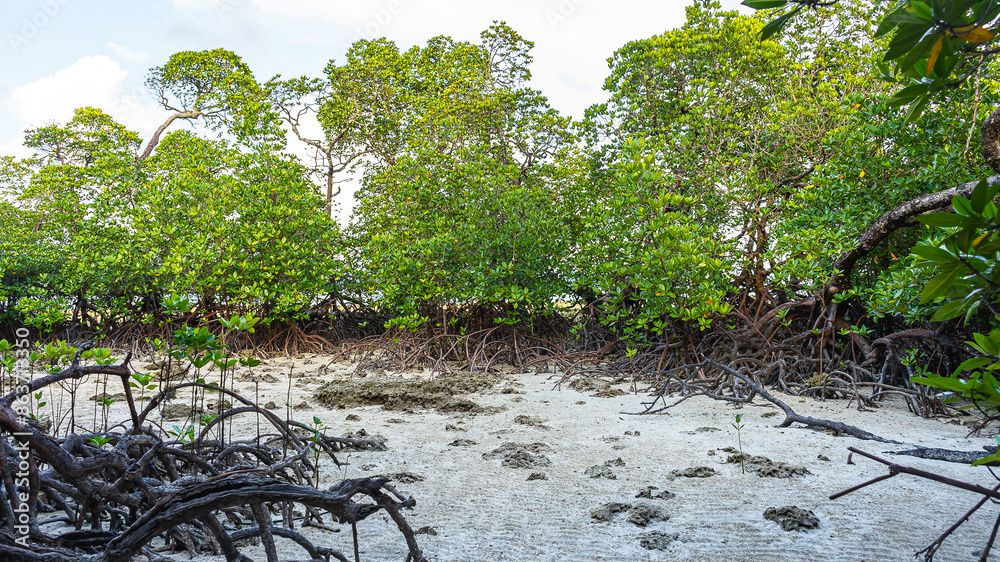Andaman's dense mangroves are vital for wildlife habitat, shoreline ...