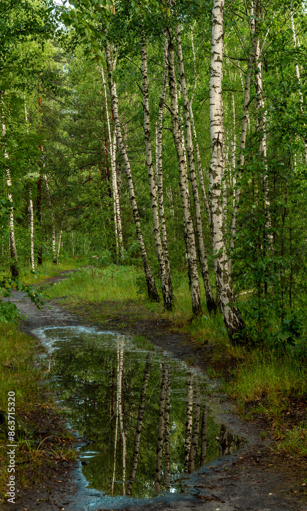 Morning in the forest. Puddles on the paths after the rain. Trees are ...