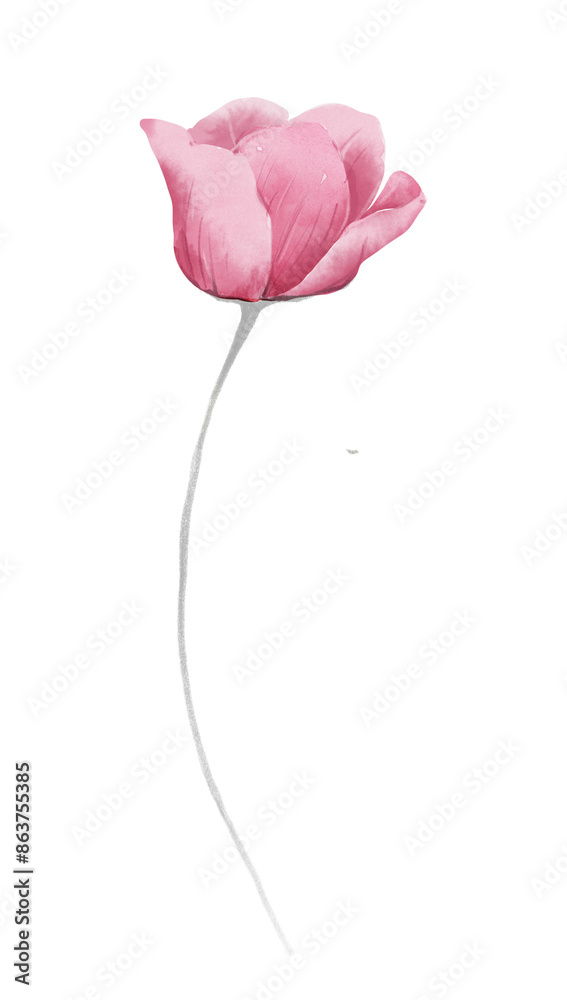 Pink single flower tulip, watercolor floral illustration, decoration ...