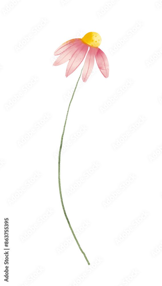 Pink single flower, watercolor floral illustration, decoration for ...