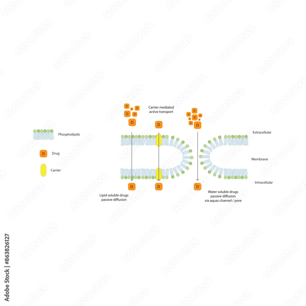 Diagram of drug absorption through phospholipid membrane - passive ...