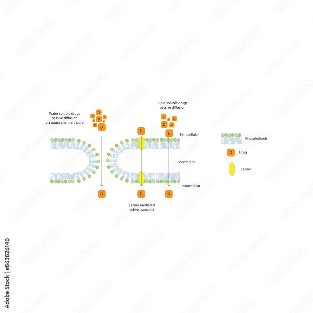 Diagram of drug absorption through phospholipid membrane - passive ...