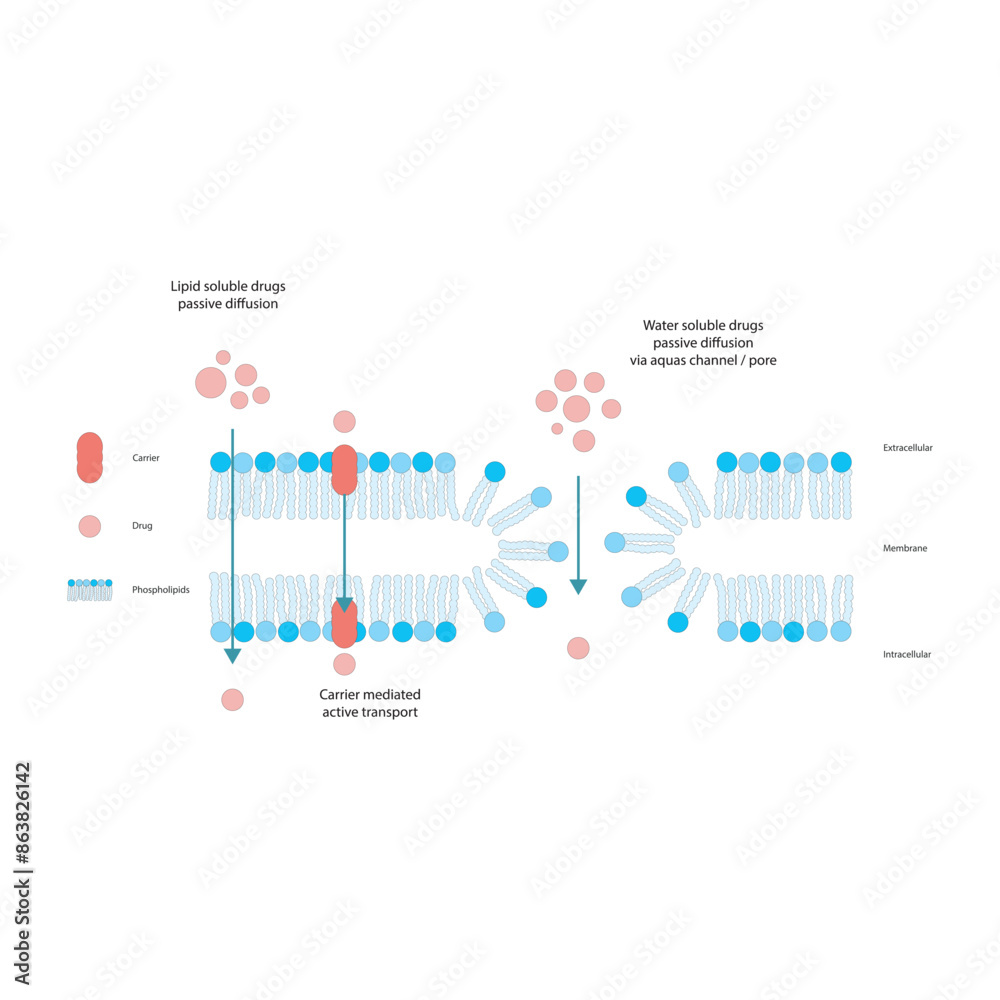 Diagram of drug absorption through phospholipid membrane - passive ...