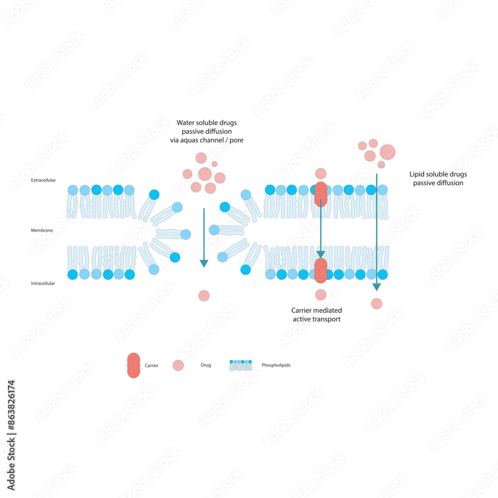 Poster Diagram of drug absorption through phospholipid membrane ...