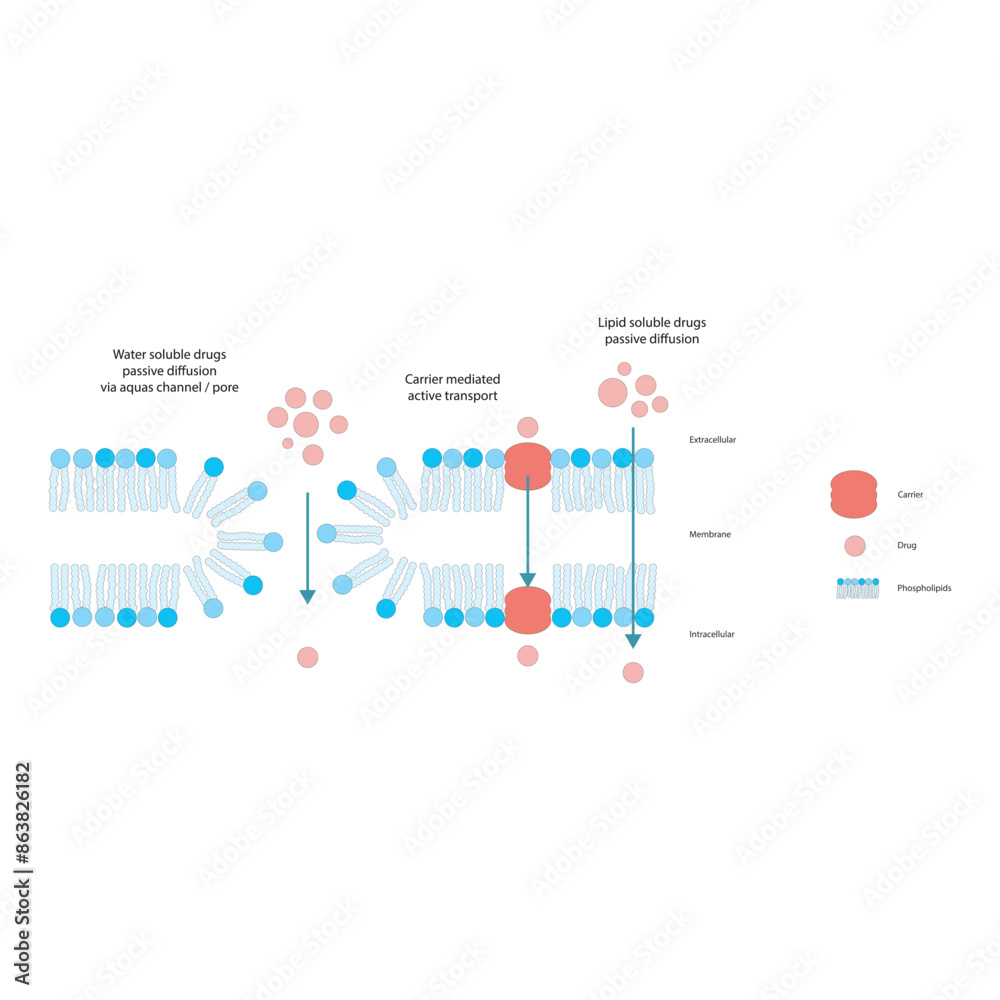 Diagram of drug absorption through phospholipid membrane - passive ...