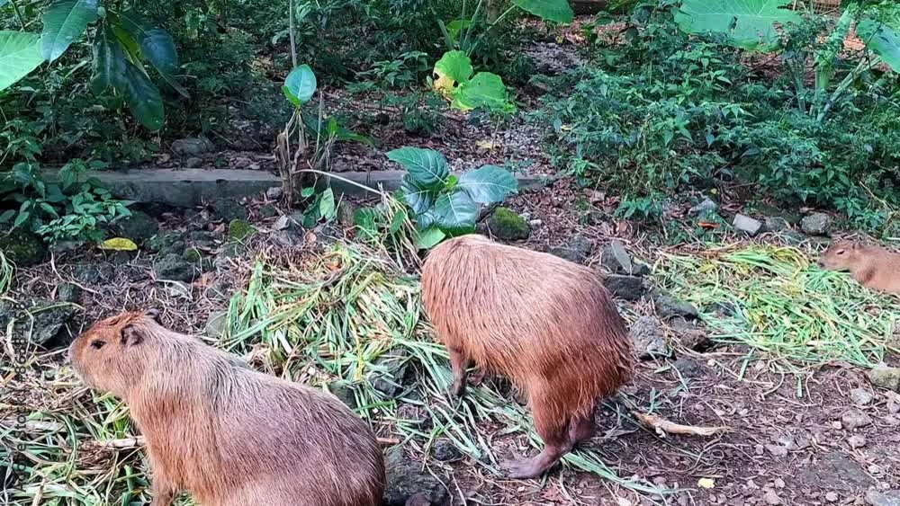 Capybara (Hydrochoerus hydrochaeris) is largest rodent in the world ...