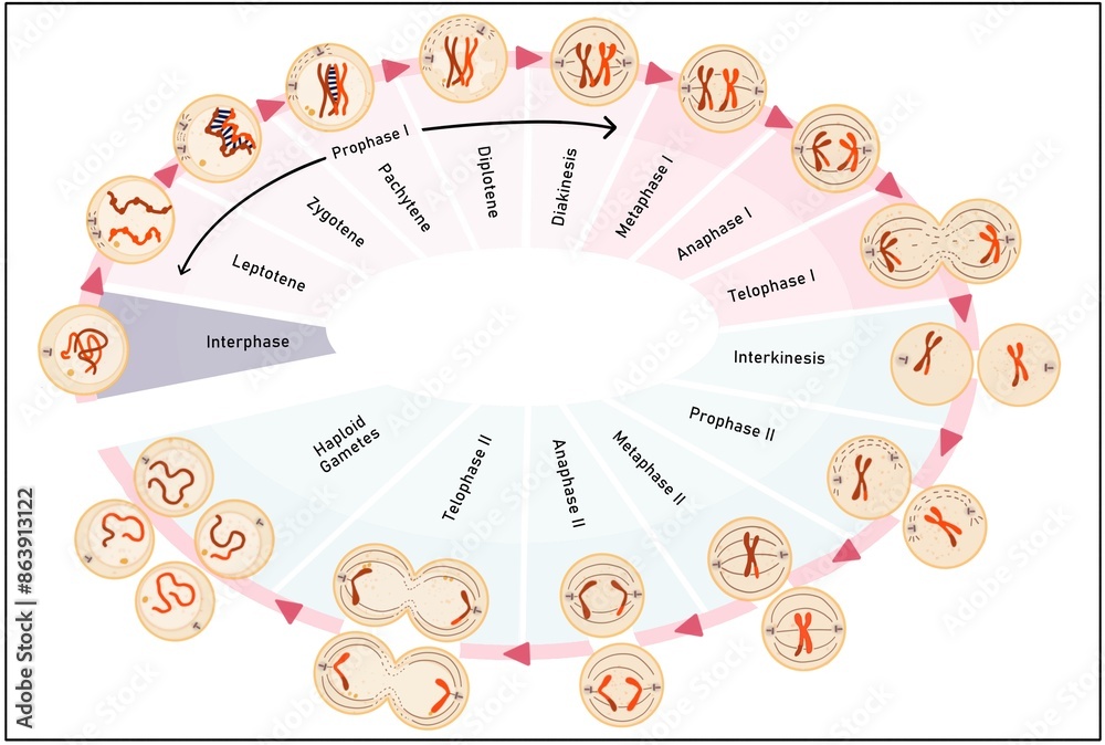 Meiosis is the process in which a single cell divides twice to form four haploid daughter cells ...