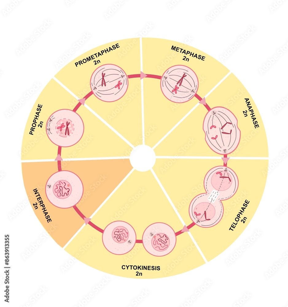 Ilustrace „Mitosis is a process where a single cell divides into two ...