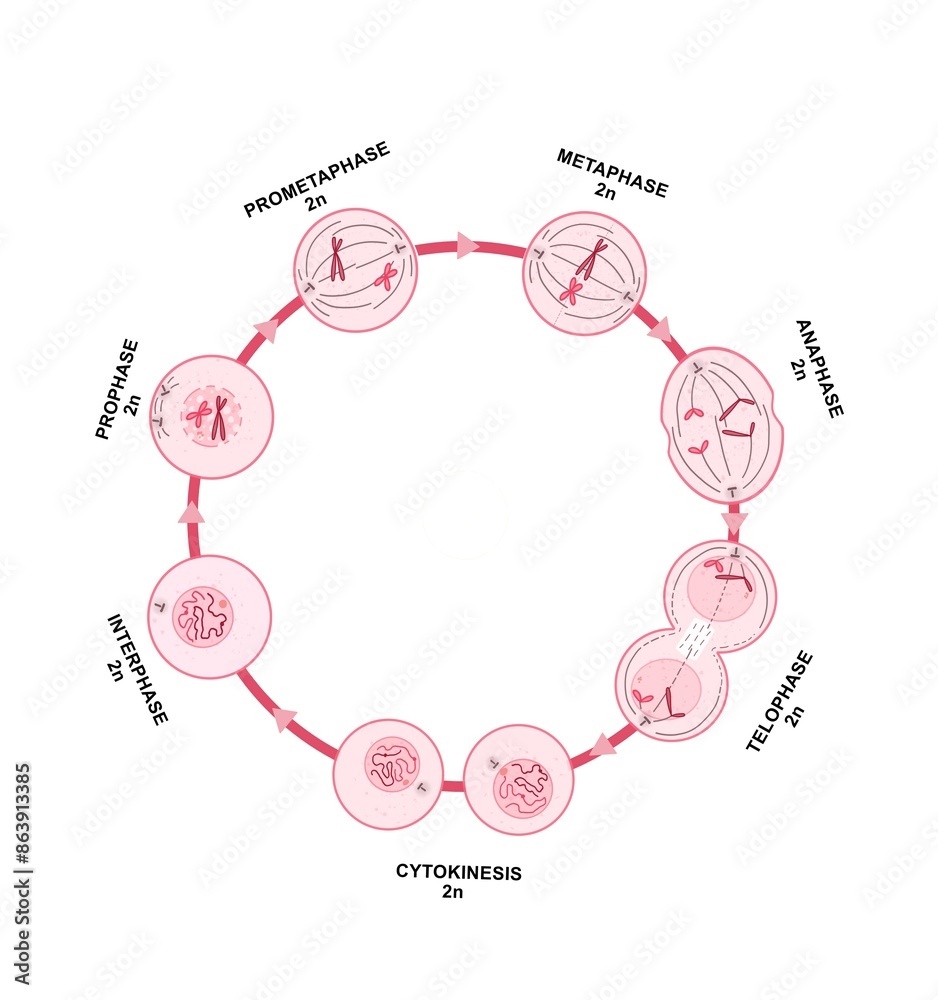Mitosis is a process where a single cell divides into two identical ...