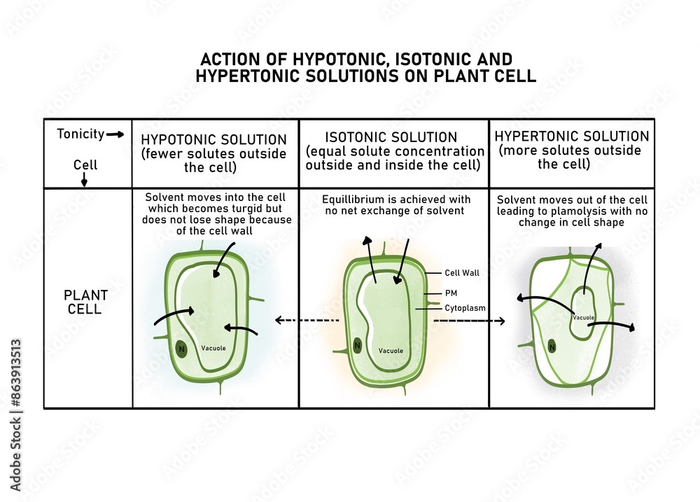 Osmosis (plasmolysis and deplasmolysis) in a plant cell Stock ...