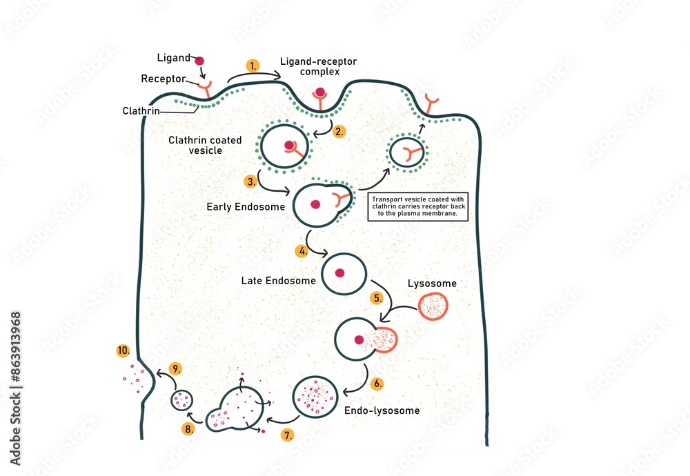 Mechanism of Receptor Mediated Endocytosis via clathrin coated vesicles ...