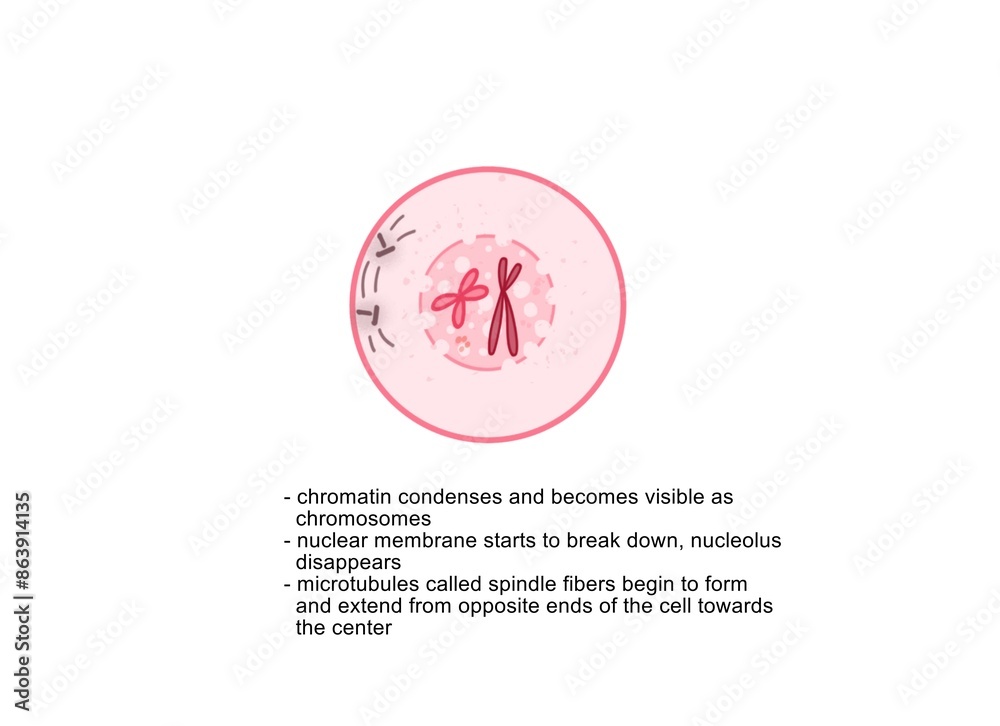 Prophase is the first phase of mitosis, the process that separates the ...