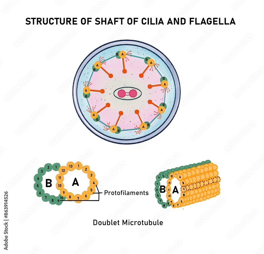Poster Illustration of structure of cilia and flagella – Wall Art ...