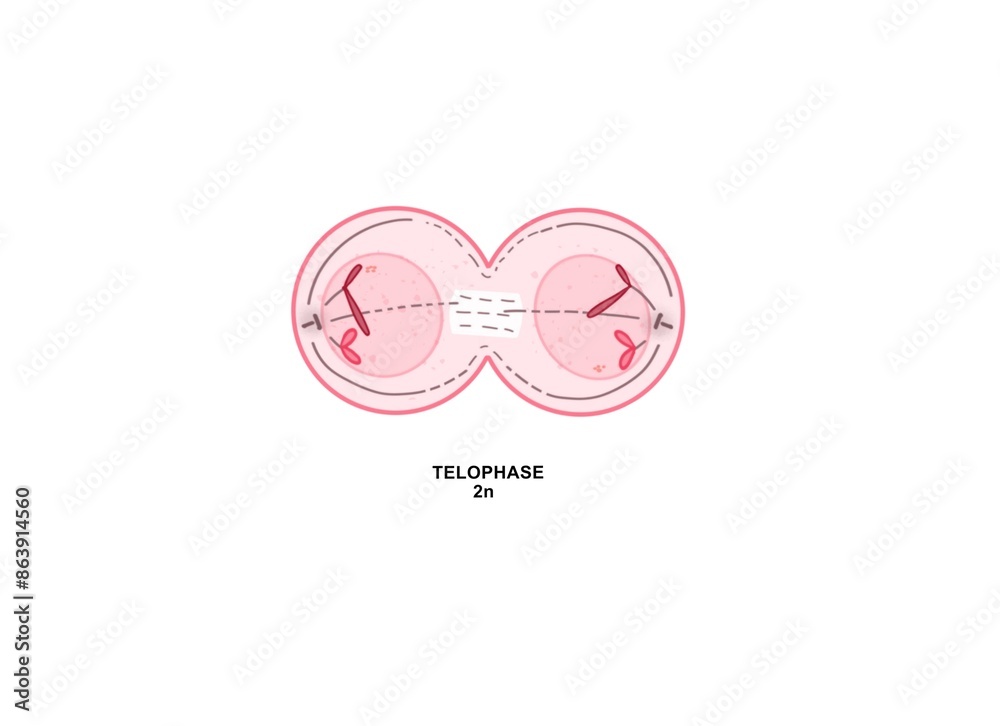 Telophase is the fifth and final phase of mitosis, the process that ...
