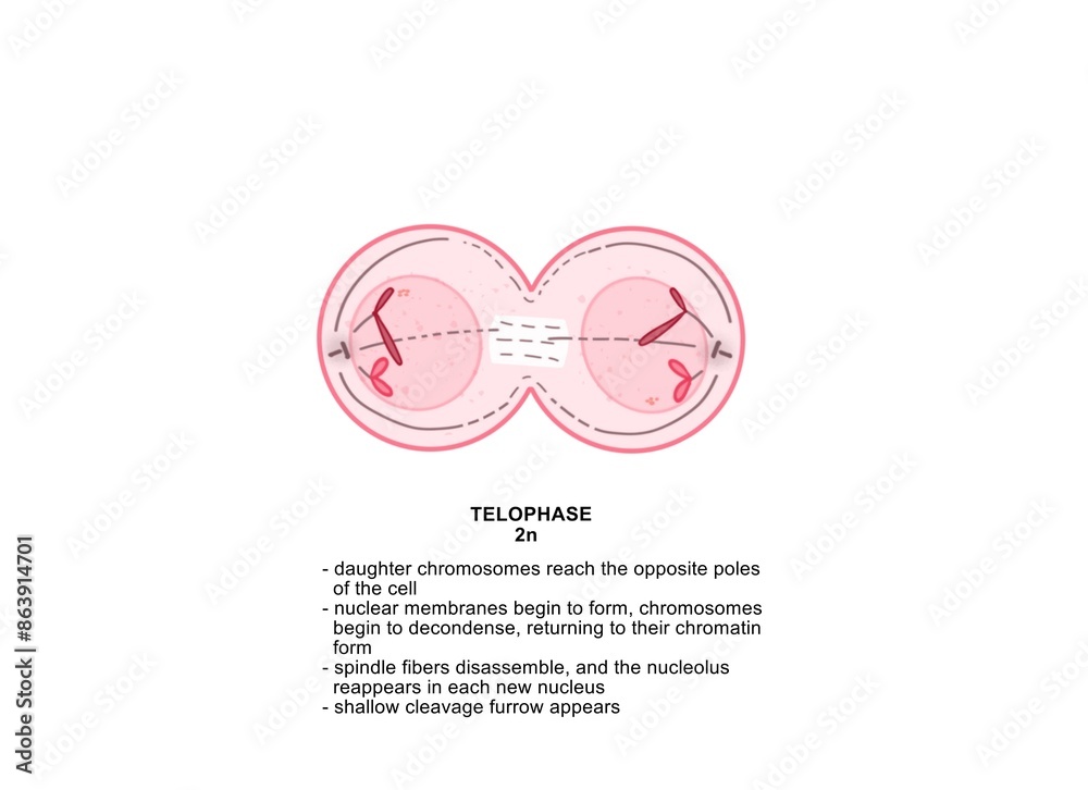 Telophase is the fifth and final phase of mitosis, the process that ...