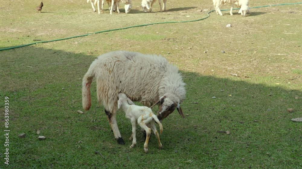 Sheep grazing in grassy pasture with newborn lamb by its side ...