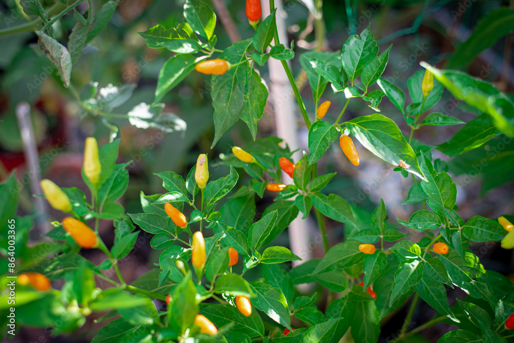 Tabasco pepper plant growing in pot with bamboo stakes support load of ...