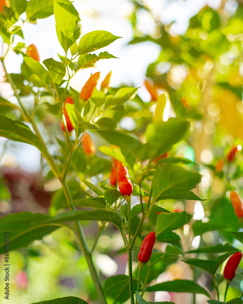 Lookup view red yellow green tabasco pepper hanging on branches at ...