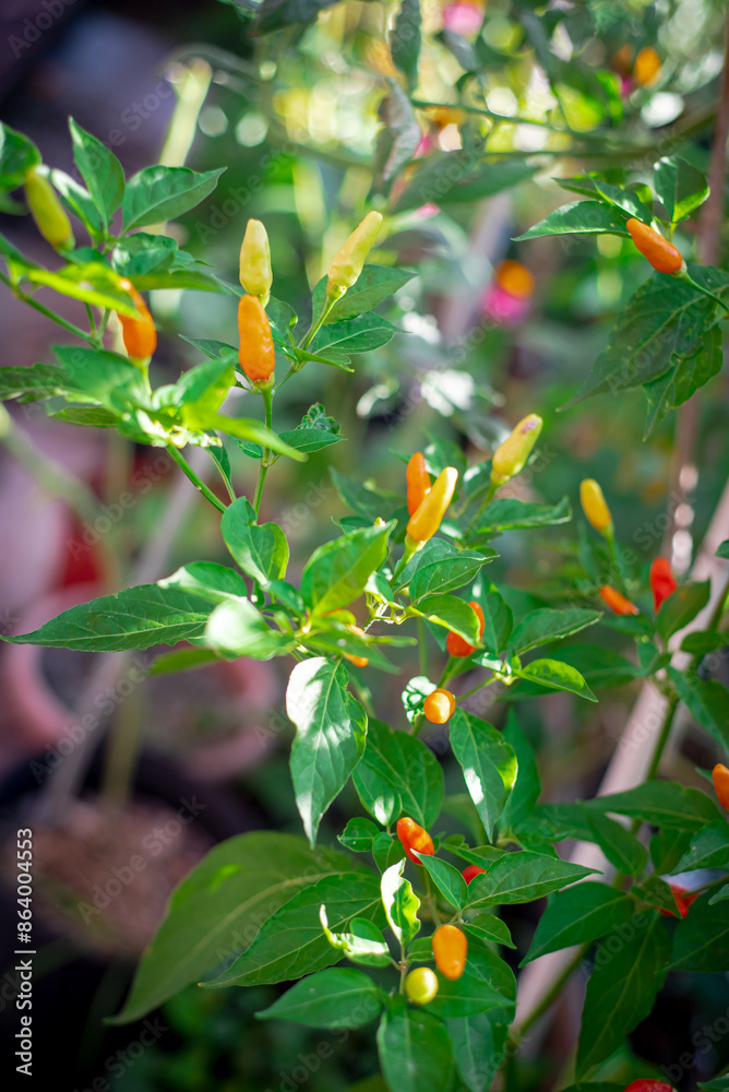 Top view red yellow green tabasco pepper fruits on plant branches at ...